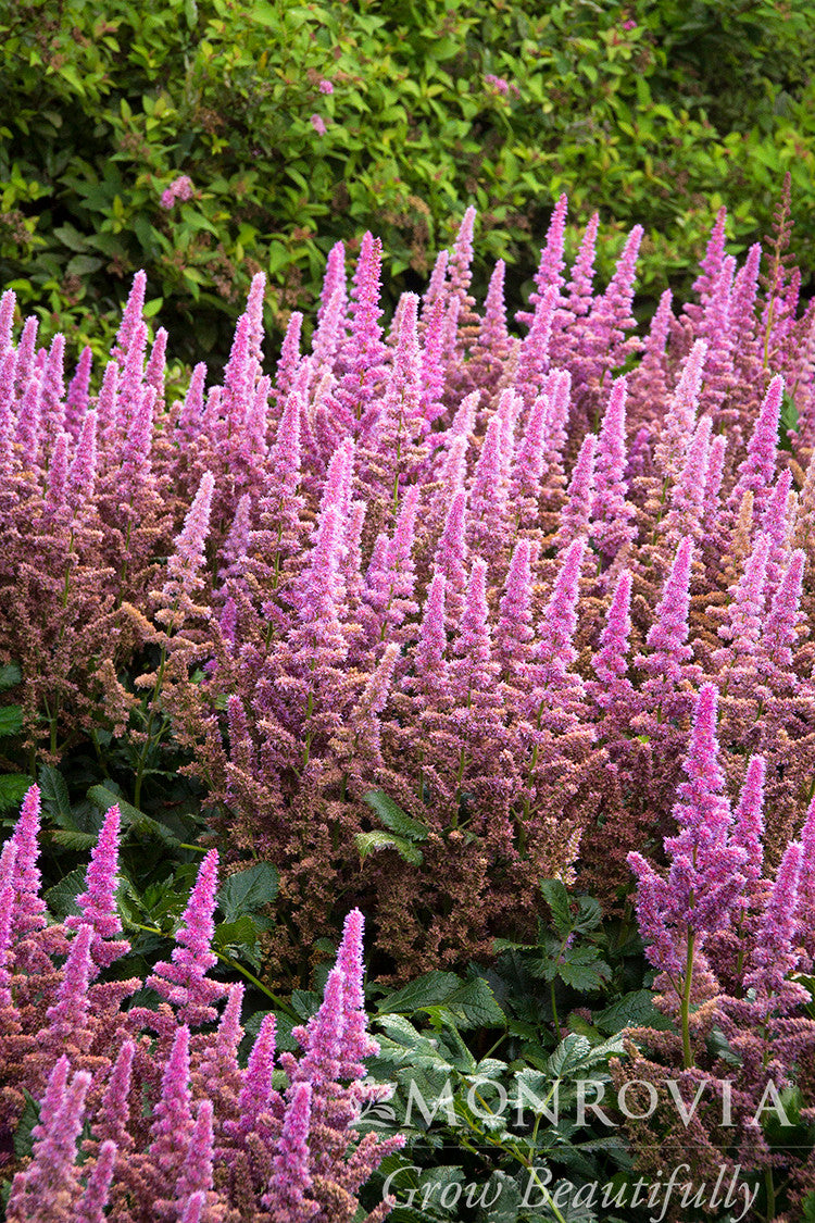 pink astilbe