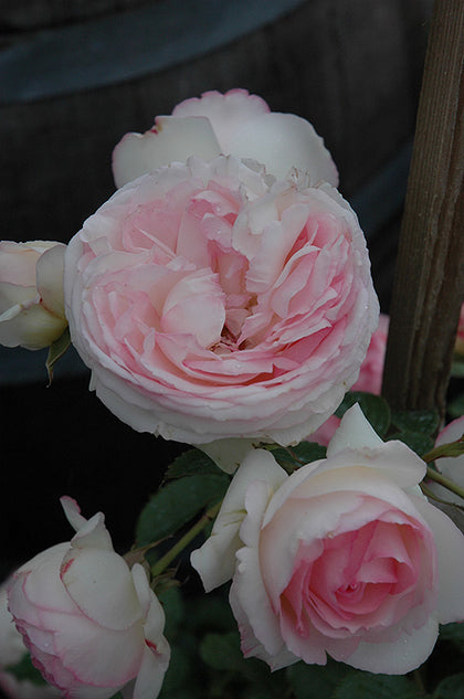 roses – Pike Nursery