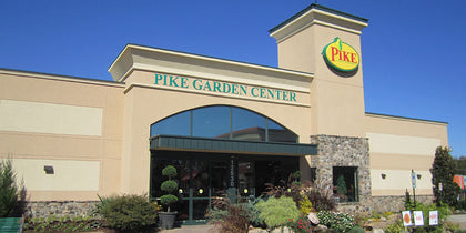 Prostrate Japanese Plum Yew – Pike Nursery