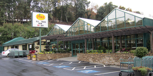 Lumineo Micro LED Birch Tree in Black, Warm White Lights (4.9 ft ...