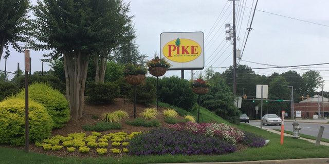 Prostrate Japanese Plum Yew – Pike Nursery