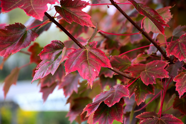 Brandywine Red Maple – Pike Nursery