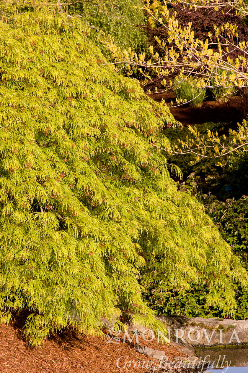 Waterfall Japanese Maple - Monrovia – Pike Nursery
