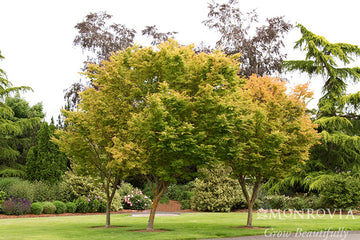 trees – Pike Nursery