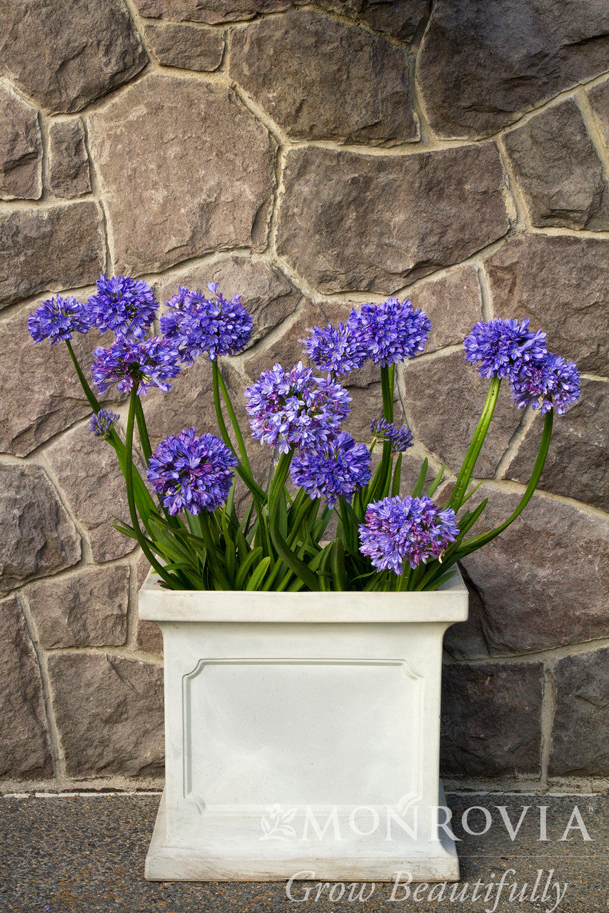 Midknight Blue® Agapanthus - Monrovia – Pike Nursery