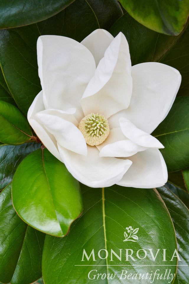 trees – Pike Nursery