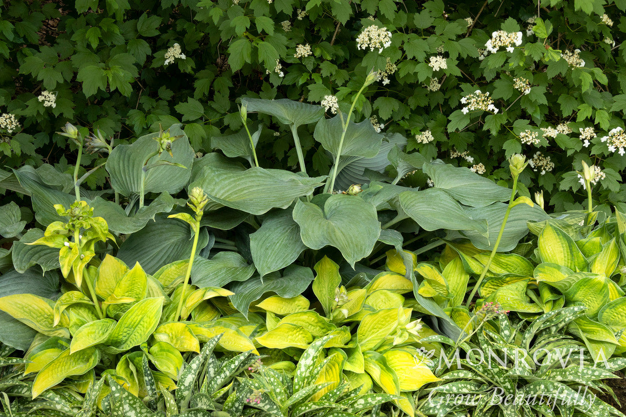 Blue Angel Hosta - Monrovia – Pike Nursery