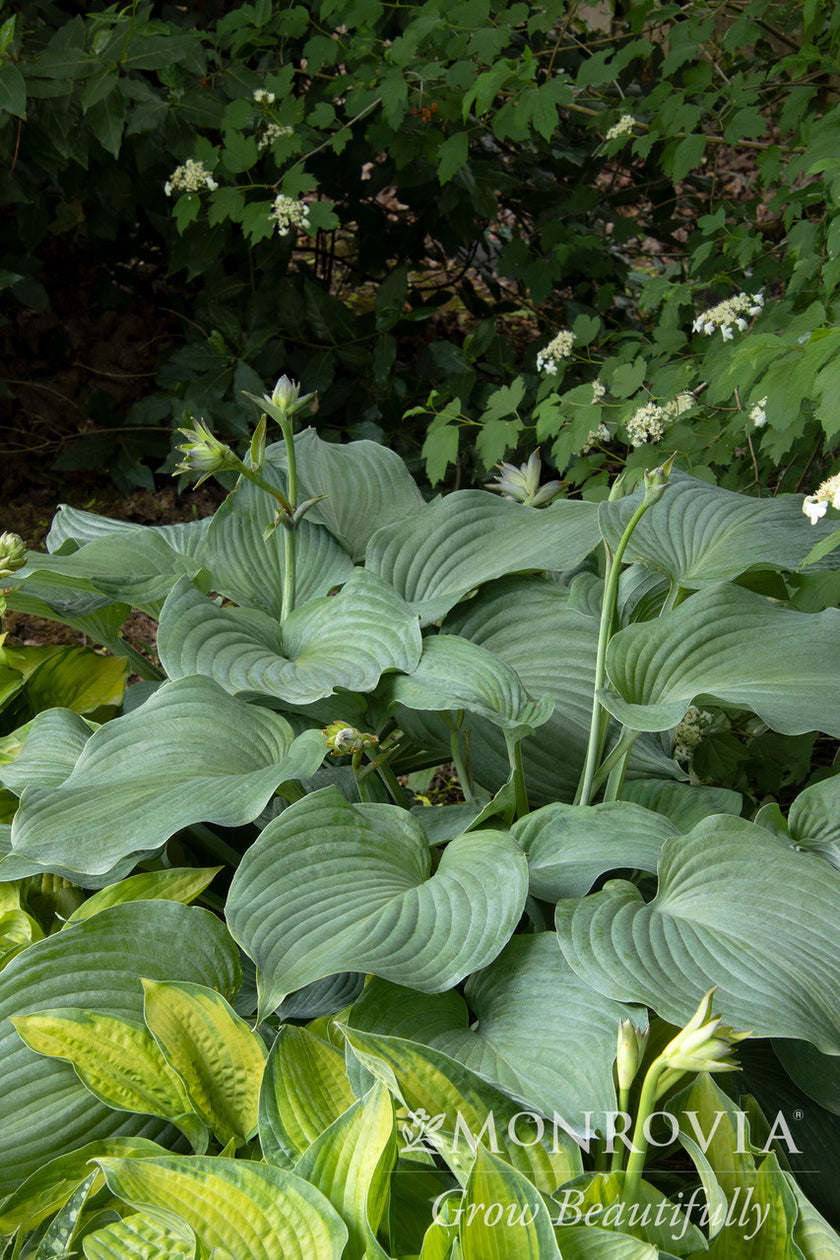 Blue Angel Hosta - Monrovia – Pike Nursery