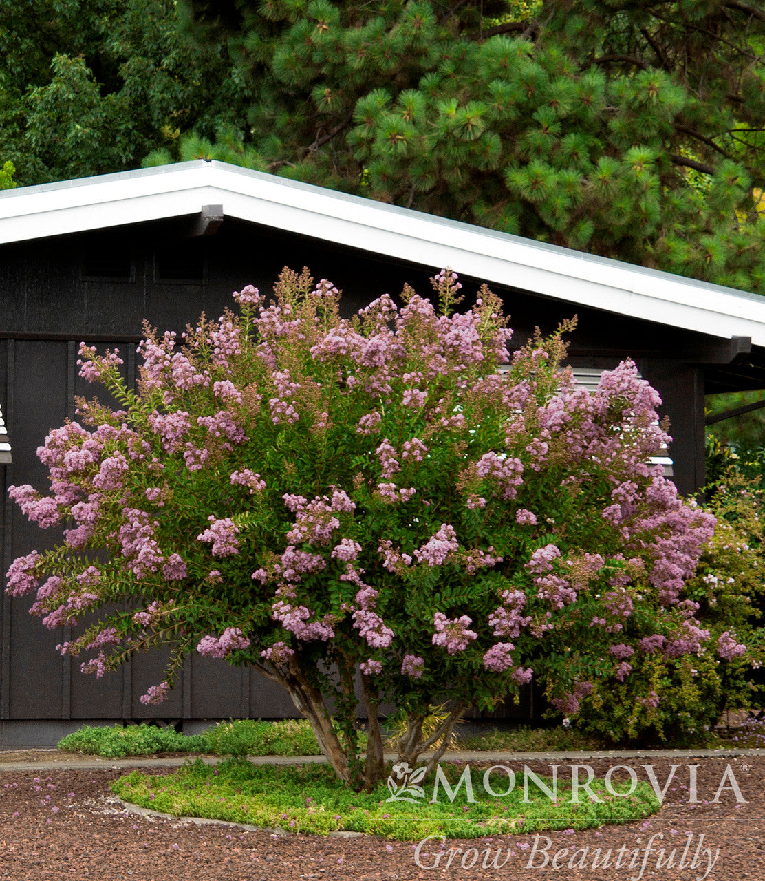 Muskogee Crape Myrtle - Monrovia – Pike Nursery