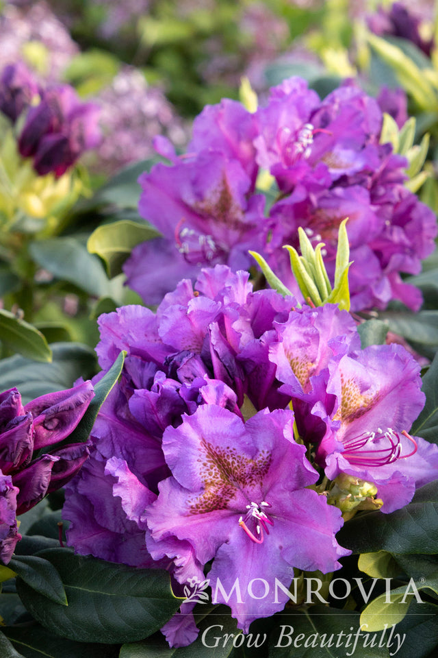 Lee's Dark Purple Rhododendron - Monrovia – Pike Nursery