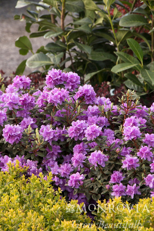 Ramapo Rhododendron - Monrovia – Pike Nursery