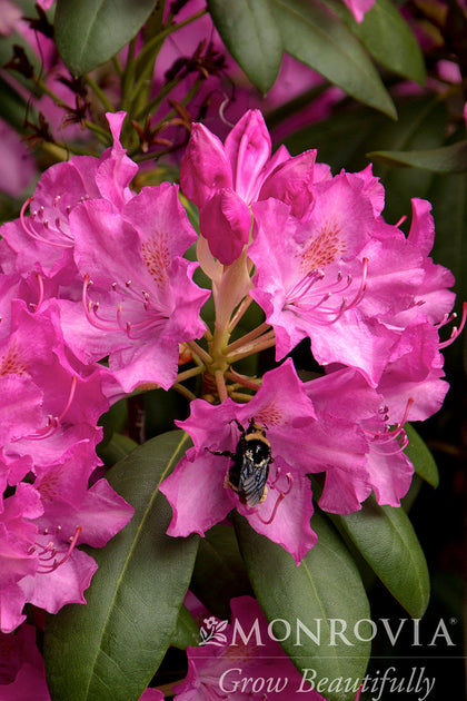 evergreen shrubs for shade flowering – Pike Nursery