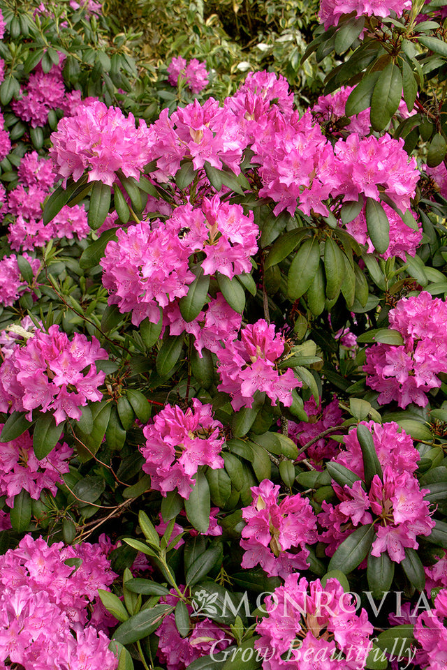 Roseum Elegans Rhododendron - Monrovia – Pike Nursery