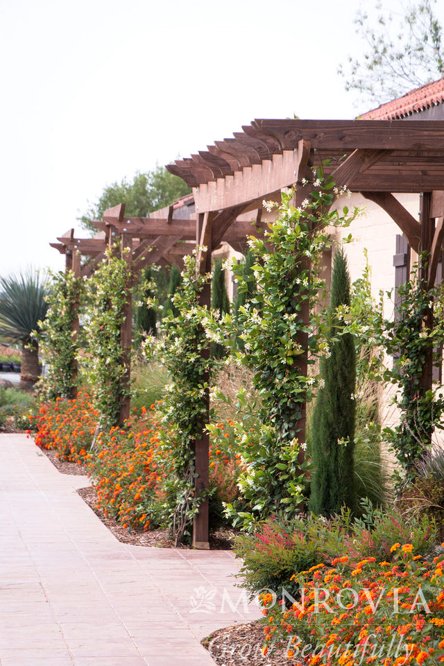 Madison Star Jasmine - Monrovia – Pike Nursery