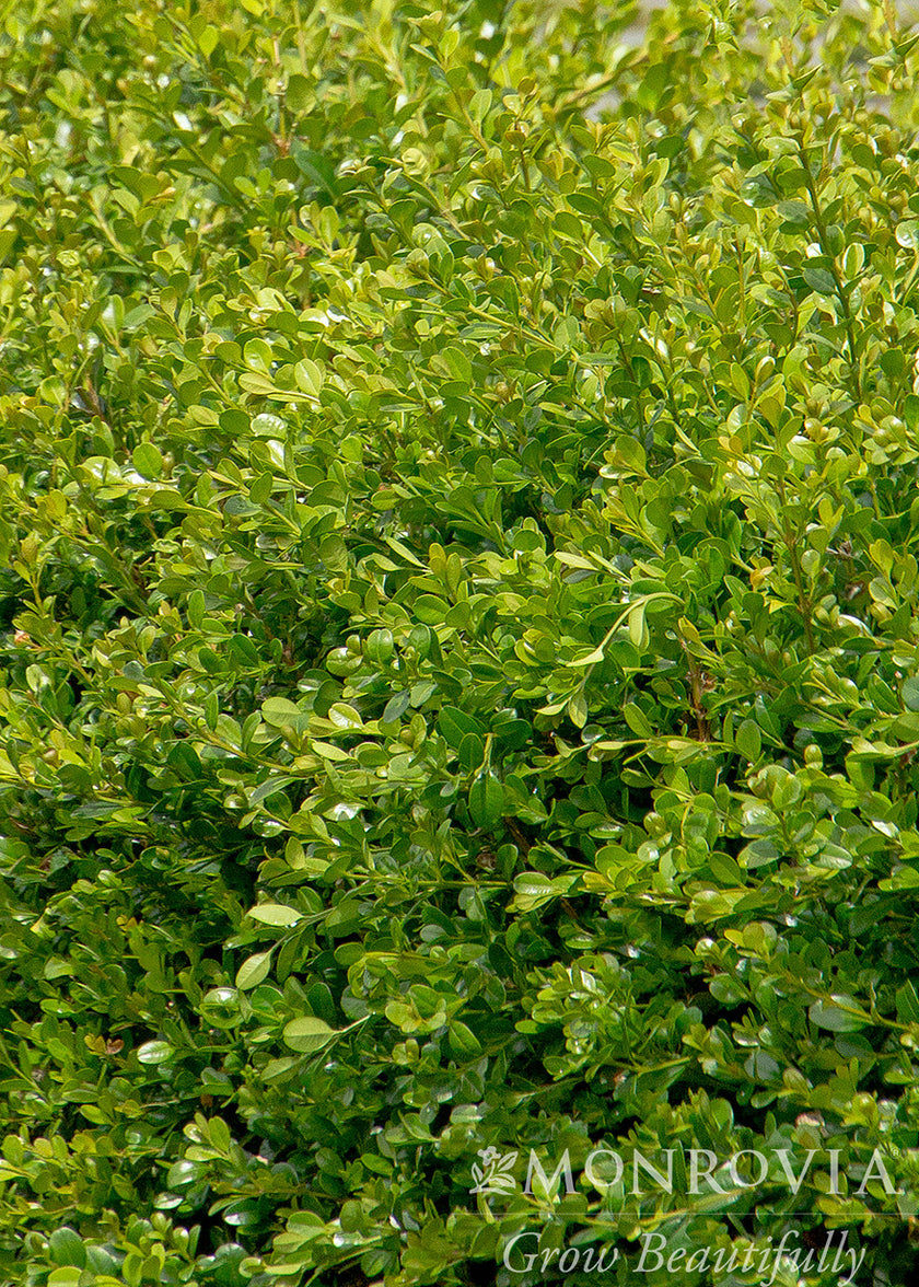 Winter Gem Boxwood - Monrovia – Pike Nursery
