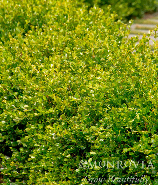 Winter Gem Boxwood - Monrovia – Pike Nursery