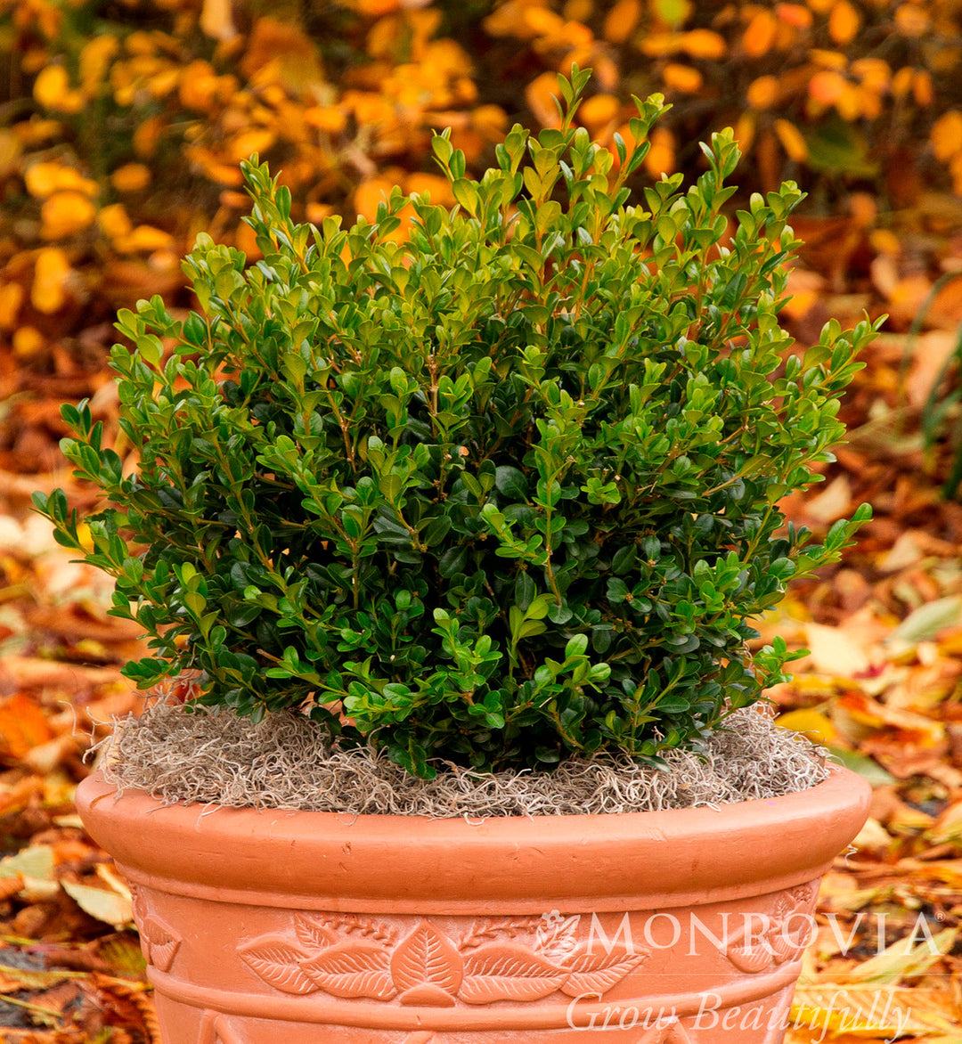 Winter Gem Boxwood - Monrovia – Pike Nursery