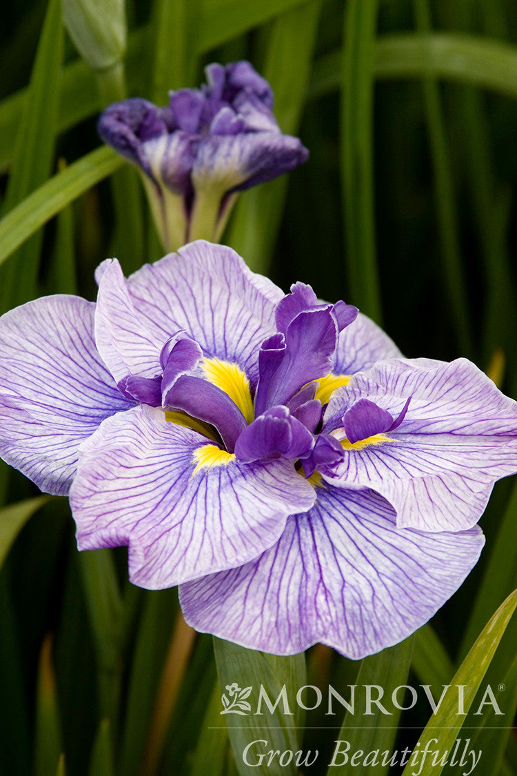 Butterflies In Flight Japanese Iris - Monrovia – Pike Nursery