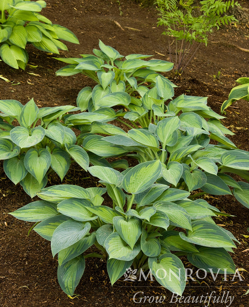 June Hosta - Monrovia – Pike Nursery