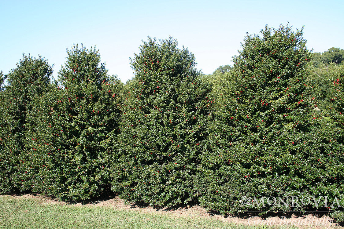 Red Beauty® Holly - Monrovia – Pike Nursery