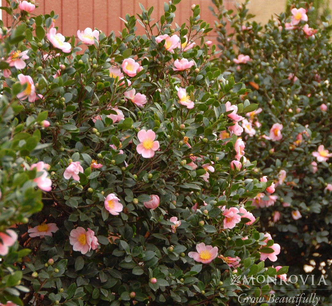 Pink-A-Boo® Camellia - Monrovia – Pike Nursery
