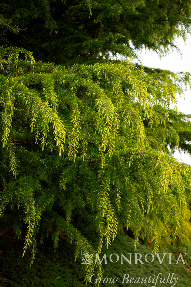Golden Deodar Cedar - Monrovia – Pike Nursery