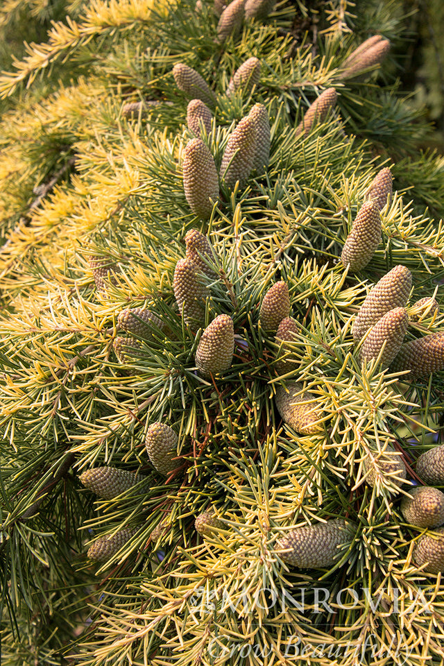 Golden Deodar Cedar - Monrovia – Pike Nursery