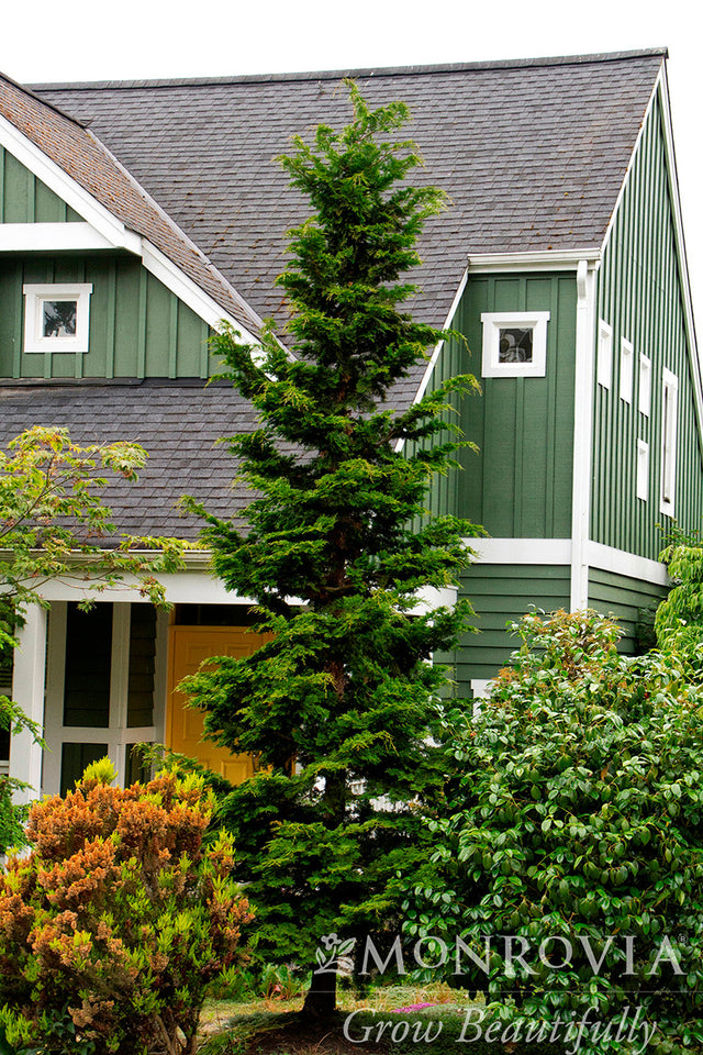Slender Hinoki False Cypress - Monrovia – Pike Nursery