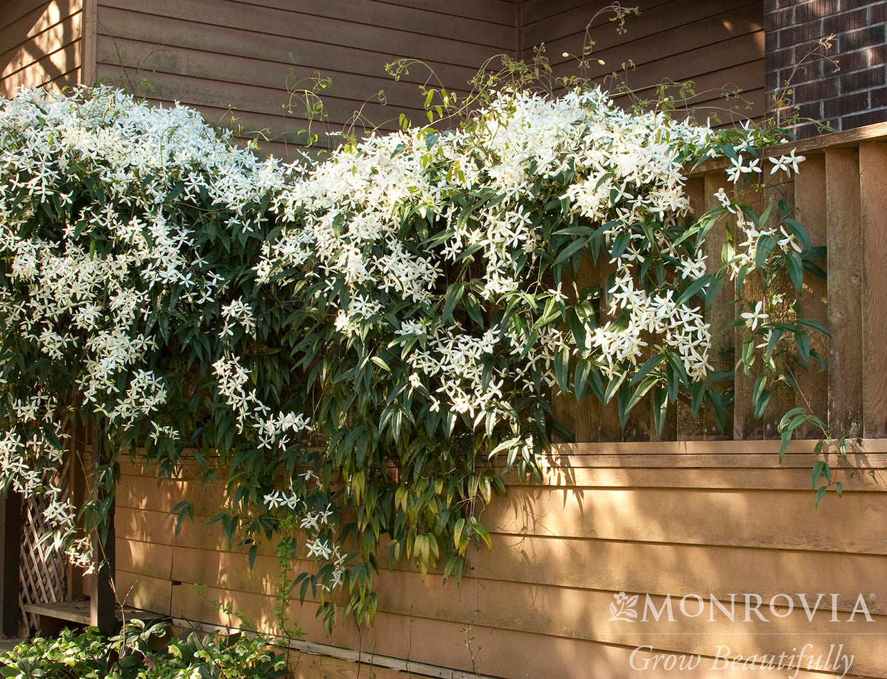Evergreen Clematis - Monrovia – Pike Nursery
