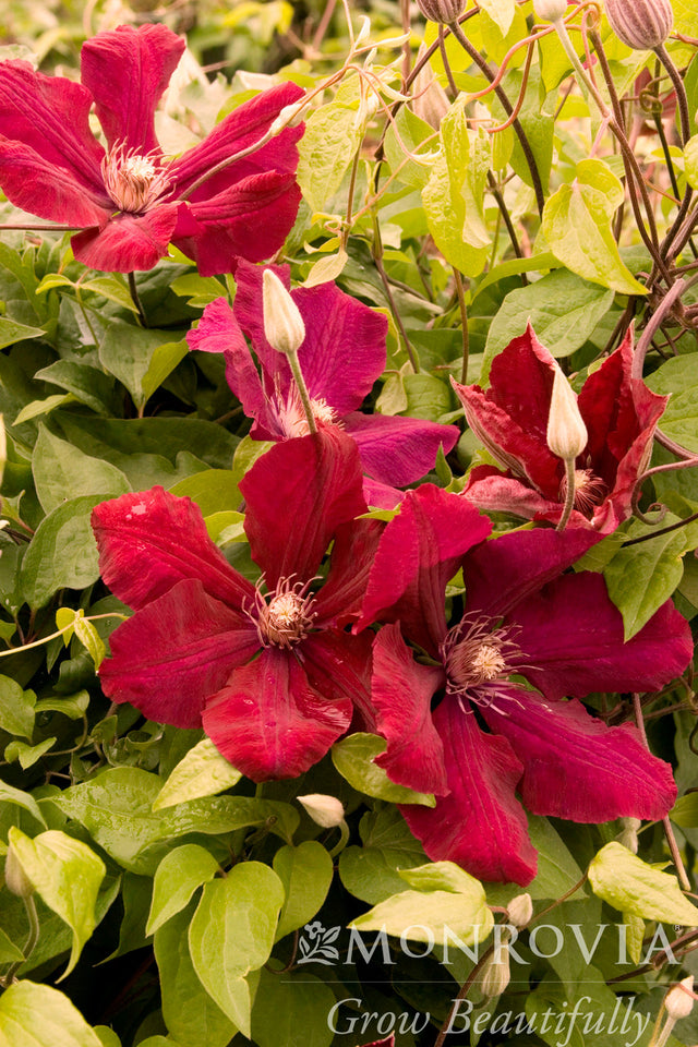 Rouge Cardinal Clematis - Monrovia – Pike Nursery