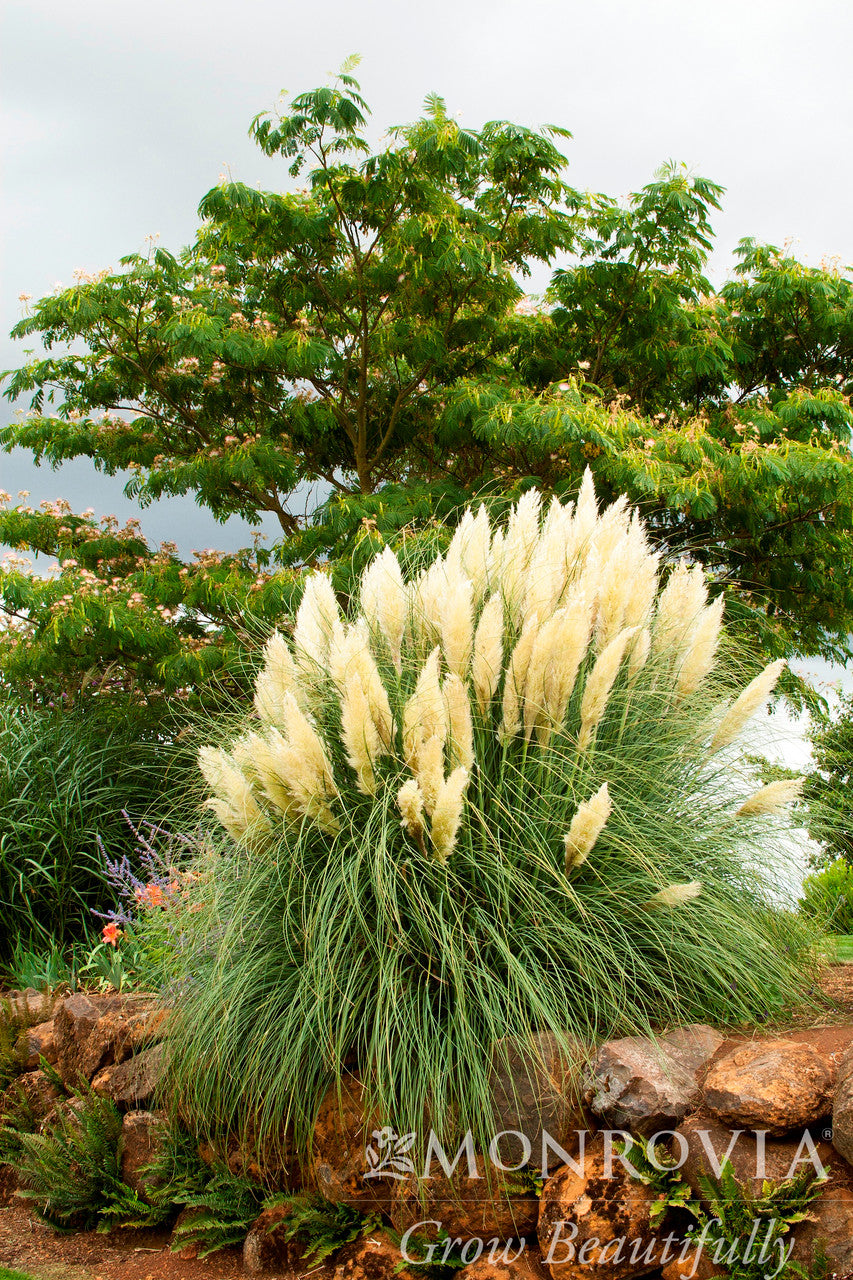 Ivory Feathers® Dwarf Pampas Grass - Monrovia – Pike Nursery