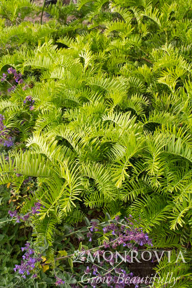 Spreading Japanese Plum Yew - Monrovia – Pike Nursery