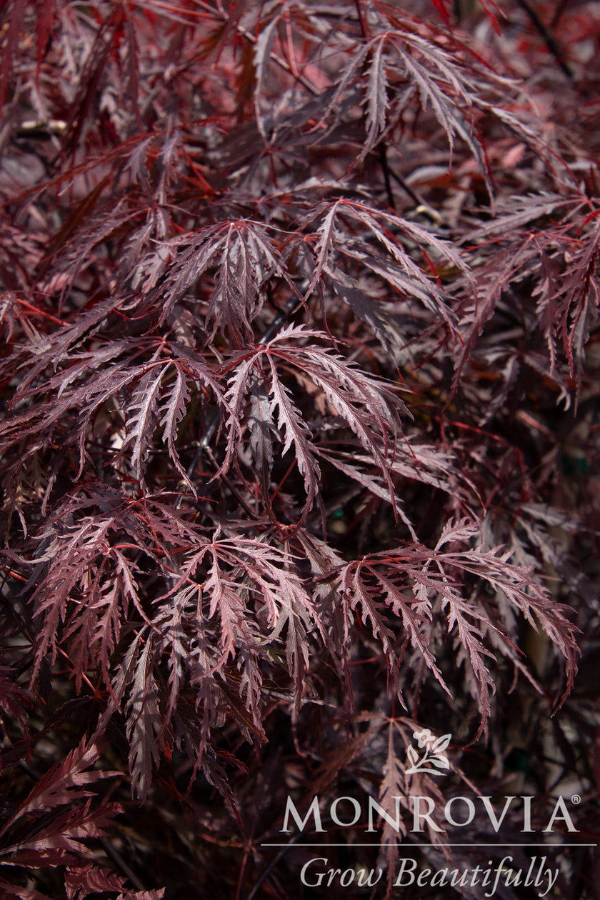 deciduous trees for sun – Pike Nursery