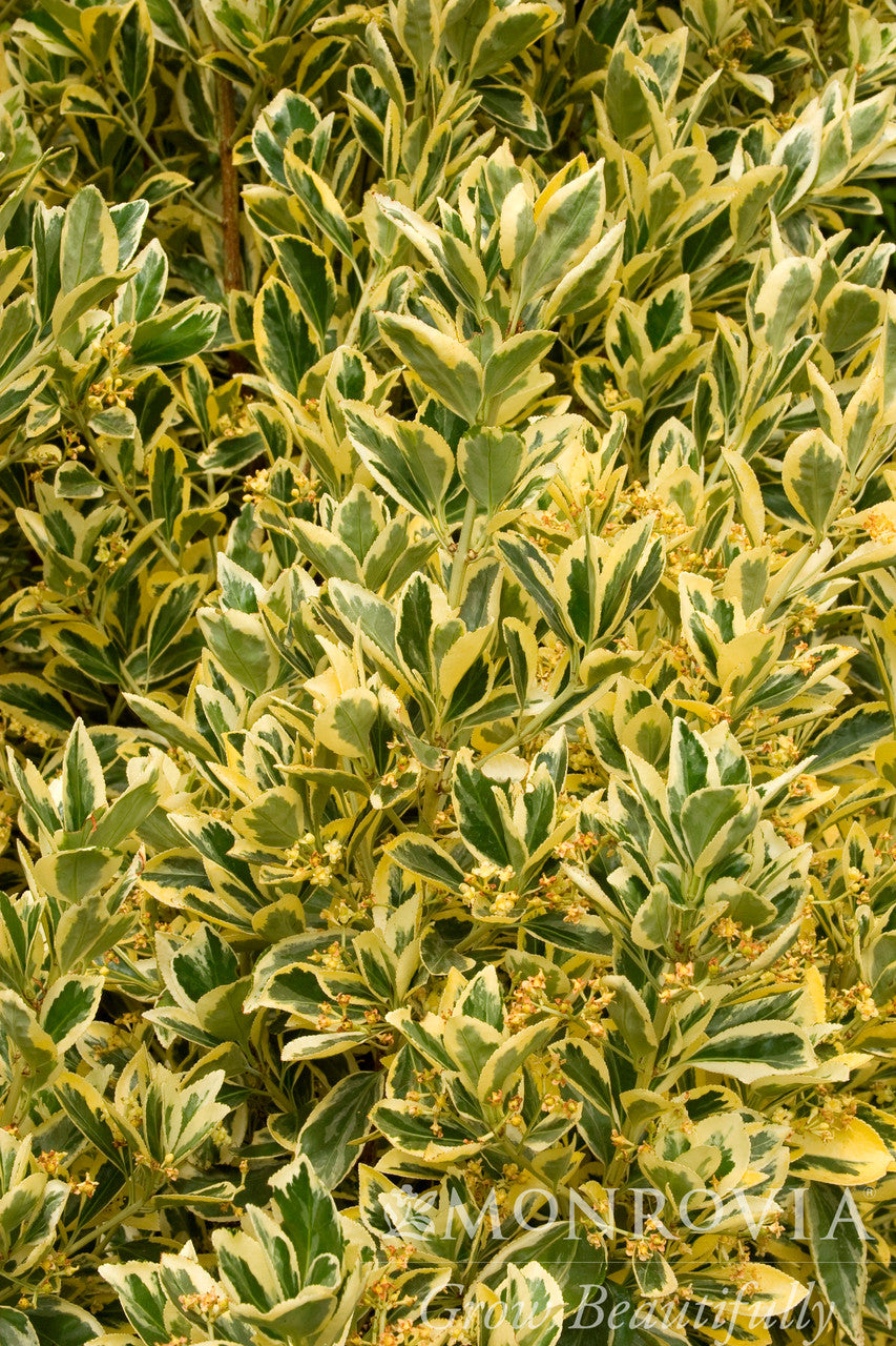 Silver King Euonymus - Monrovia – Pike Nursery