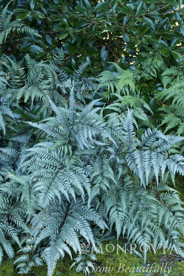 Japanese Painted Fern - Monrovia – Pike Nursery