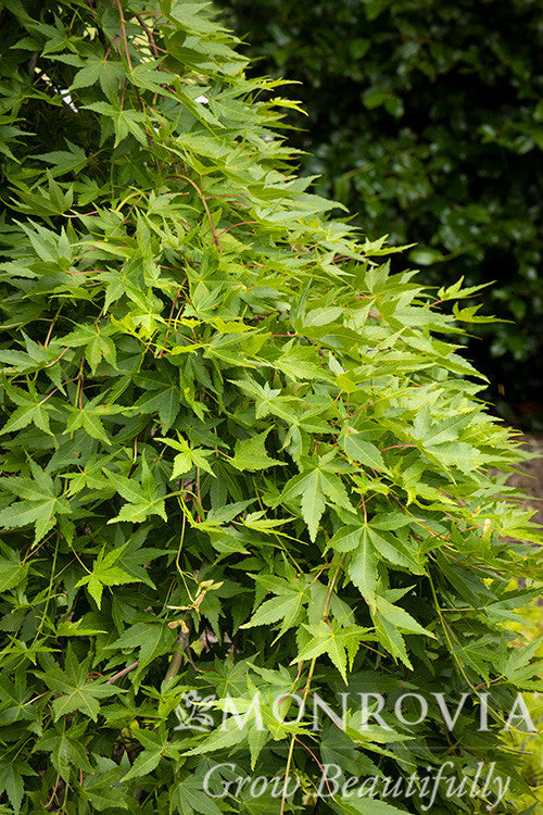 Ryusen Weeping Japanese Maple - Monrovia – Pike Nursery