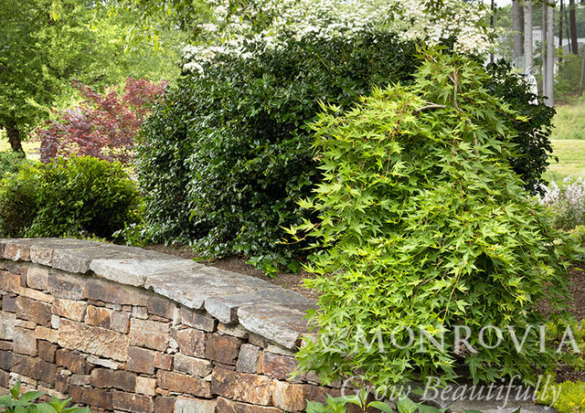 Ryusen Weeping Japanese Maple - Monrovia – Pike Nursery