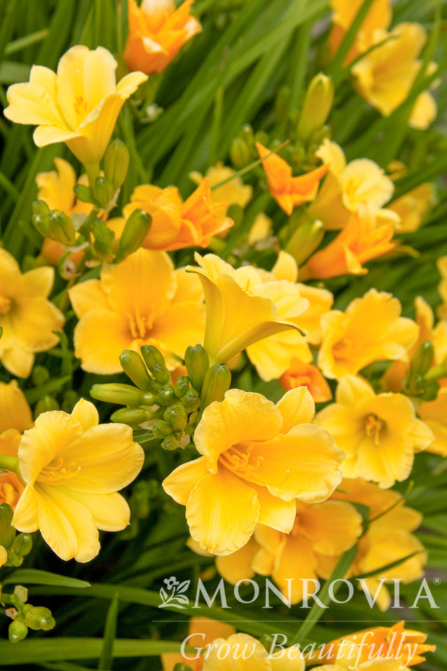 Stella De Oro Dwarf Daylily - Monrovia – Pike Nursery