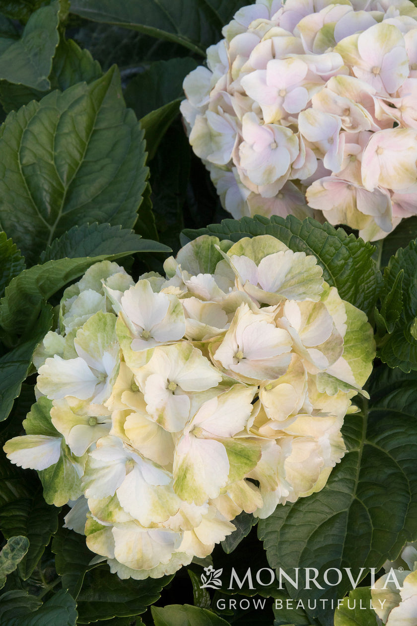 Seaside Serenade® Cape Lookout Hydrangea - Monrovia – Pike Nursery