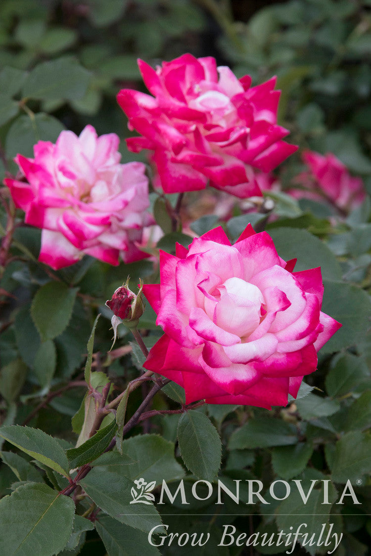 Grace N' Grit Pink BiColor Shrub Rose - Monrovia – Pike Nursery