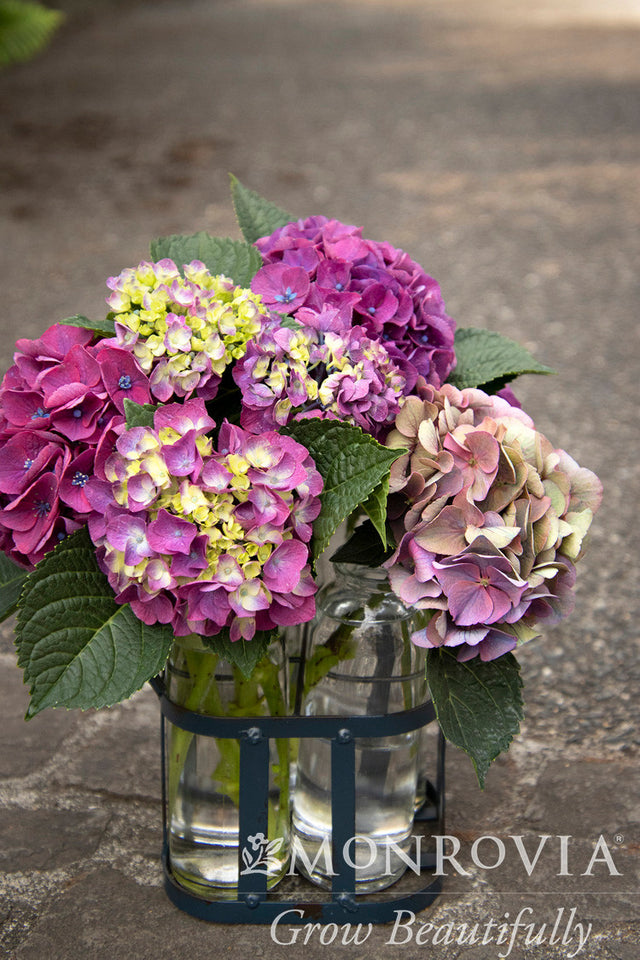 Seaside Serenade® Newport Hydrangea - Monrovia – Pike Nursery