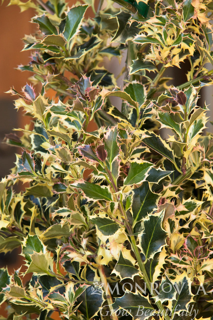 Variegated English Holly - Monrovia – Pike Nursery