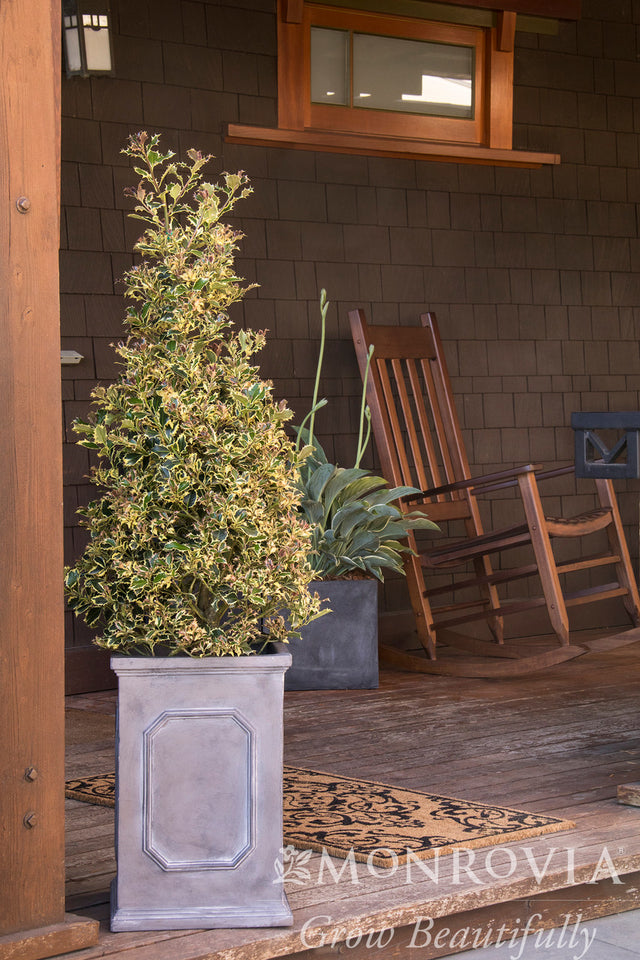 Variegated English Holly - Monrovia – Pike Nursery