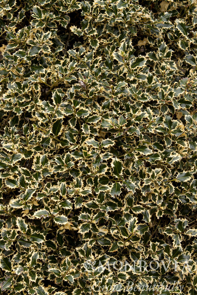 Variegated English Holly - Monrovia – Pike Nursery