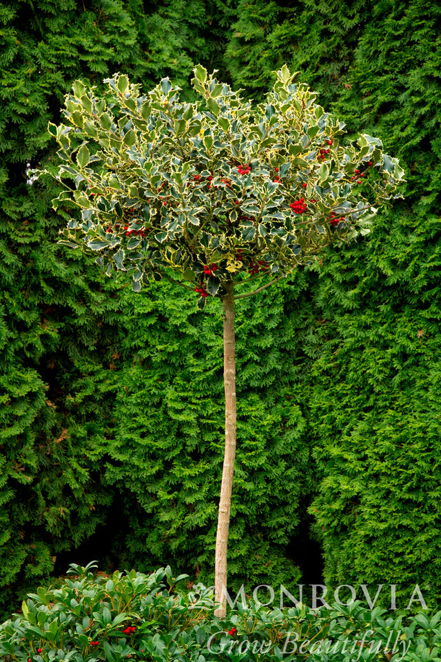 Variegated English Holly - Monrovia – Pike Nursery