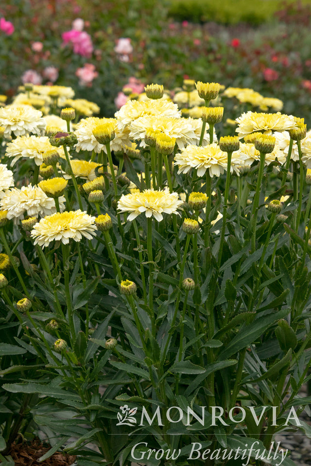 Lemon Puff Shasta Daisy - Monrovia – Pike Nursery