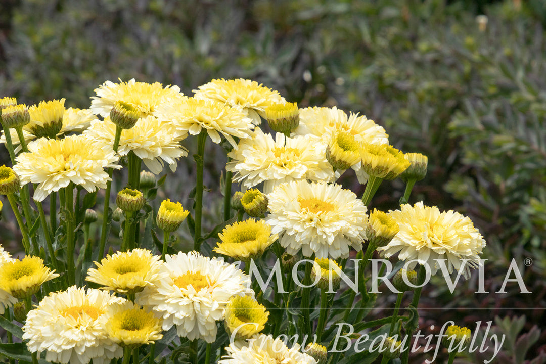Lemon Puff Shasta Daisy - Monrovia – Pike Nursery