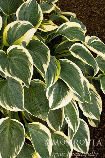 First Frost Hosta - Monrovia – Pike Nursery