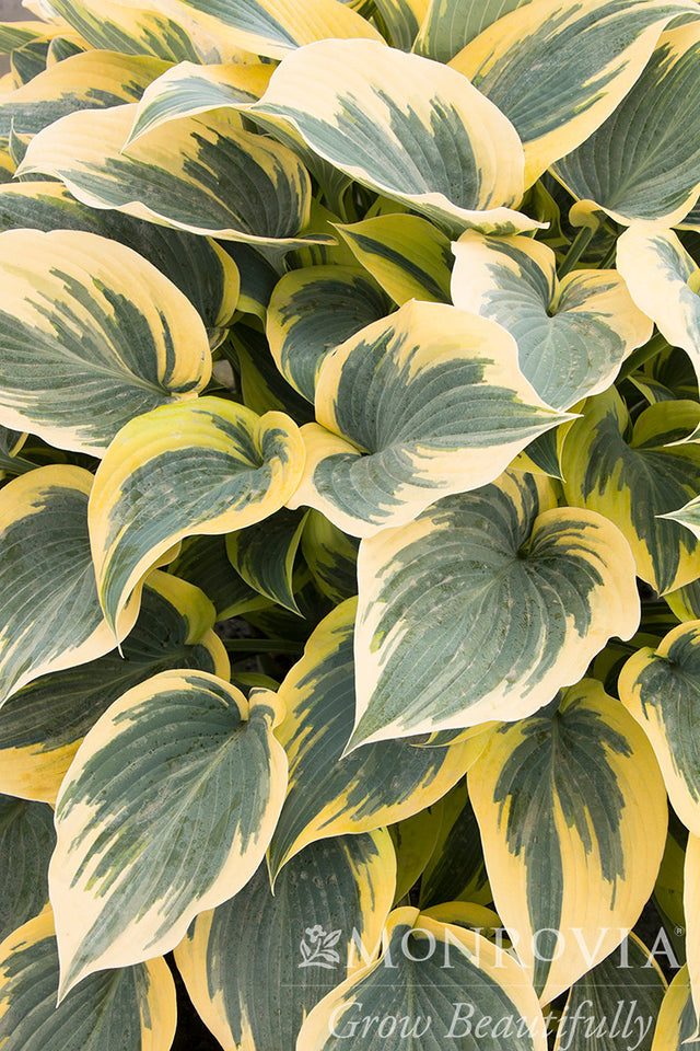 First Frost Hosta - Monrovia – Pike Nursery