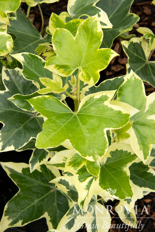 Angyo Star Tree Ivy - Monrovia – Pike Nursery